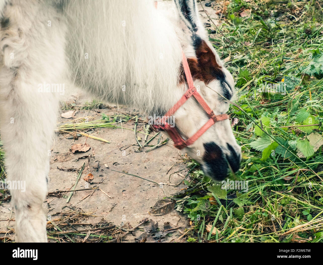 Hairy lama hi-res stock photography and images - Alamy