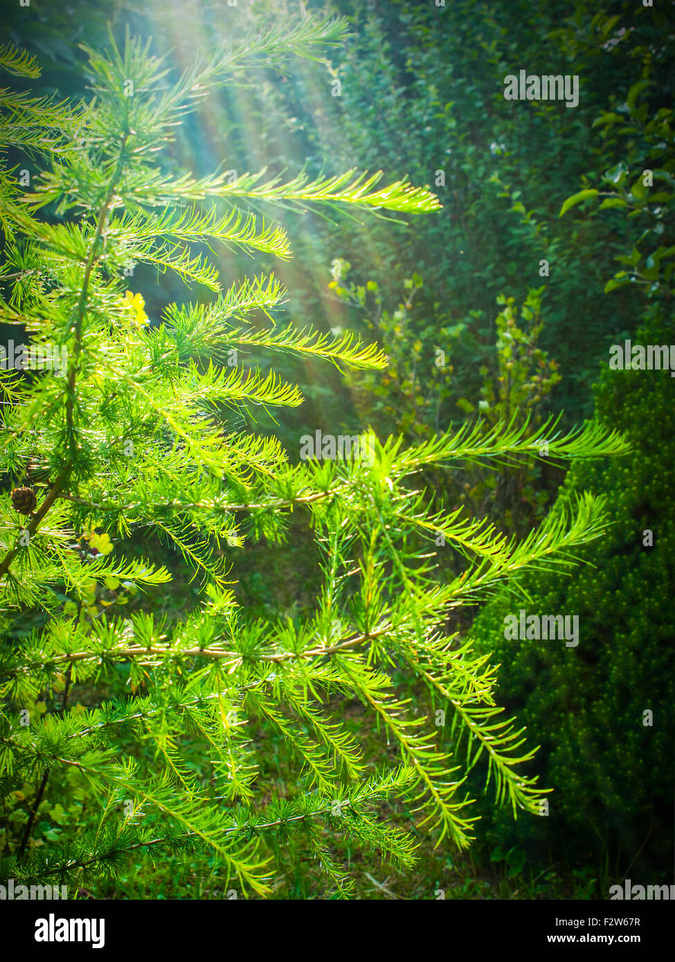 Larch beams hi-res stock photography and images - Alamy