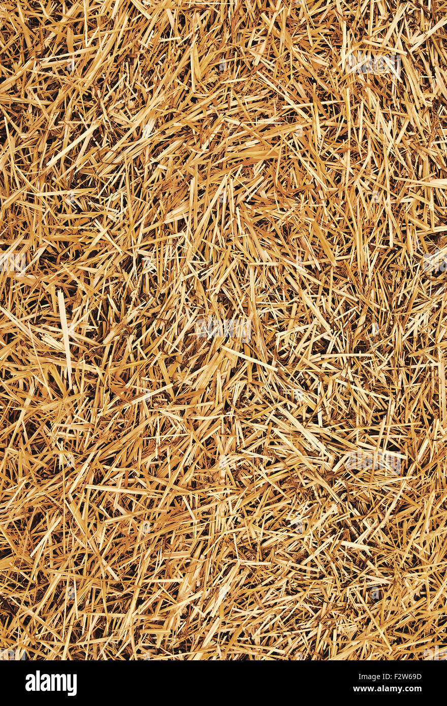 Straw substrate hi-res stock photography and images - Alamy