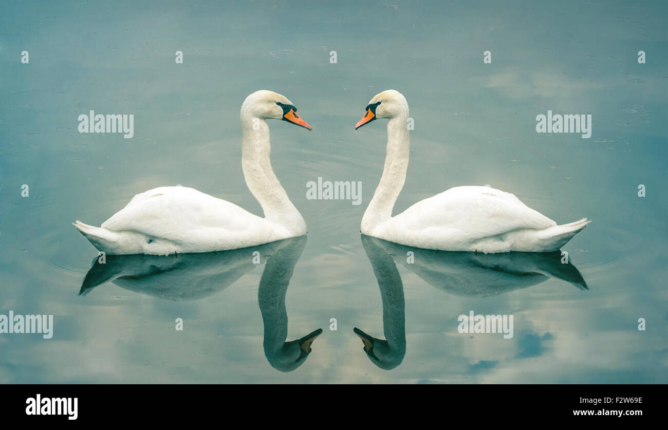Swan loyalty hi-res stock photography and images - Alamy