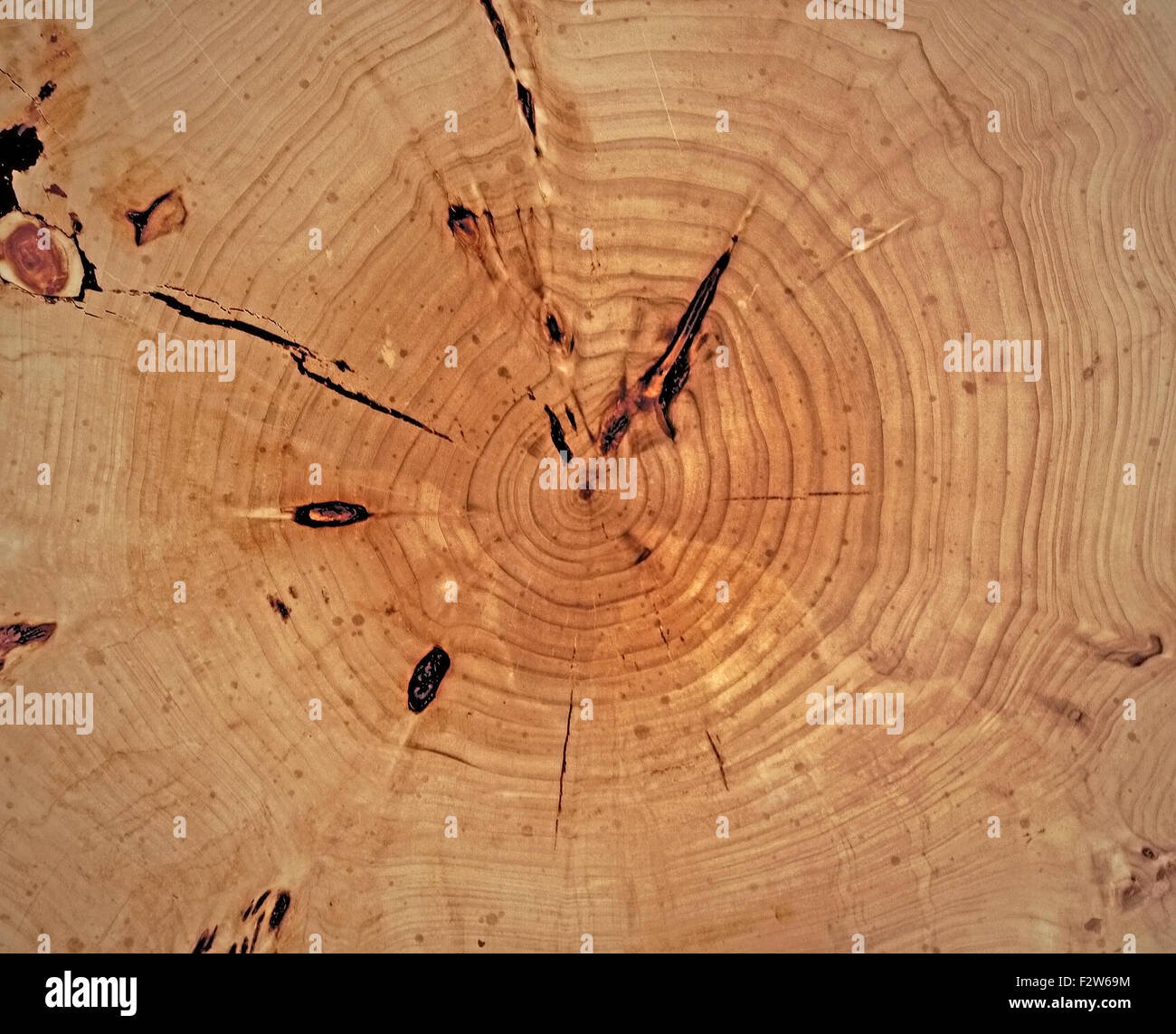 glazed wooden stump, close-up Stock Photo - Alamy