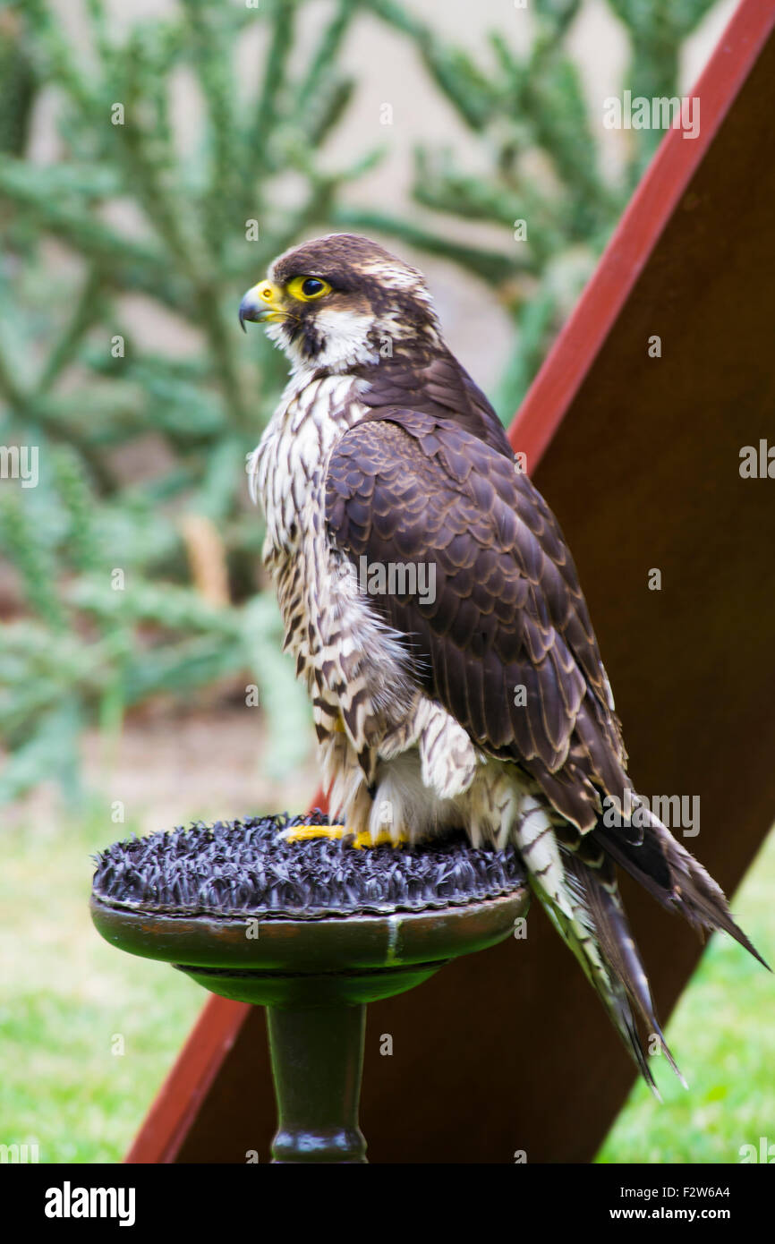 a tamed eagle in a park Stock Photo - Alamy