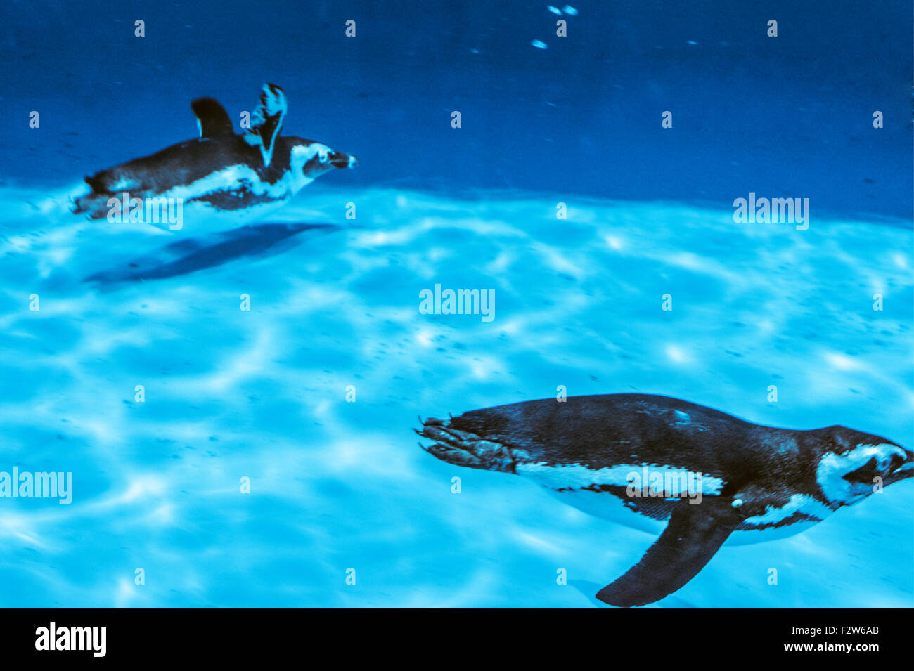 penguins under water Stock Photo - Alamy