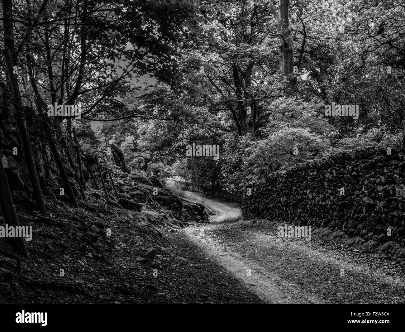 Country lane Black and White Stock Photos & Images - Alamy