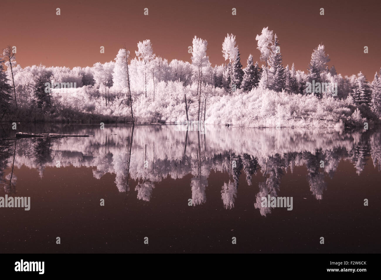 Infrared photography of beautiful mirror reflection forest on pond ...