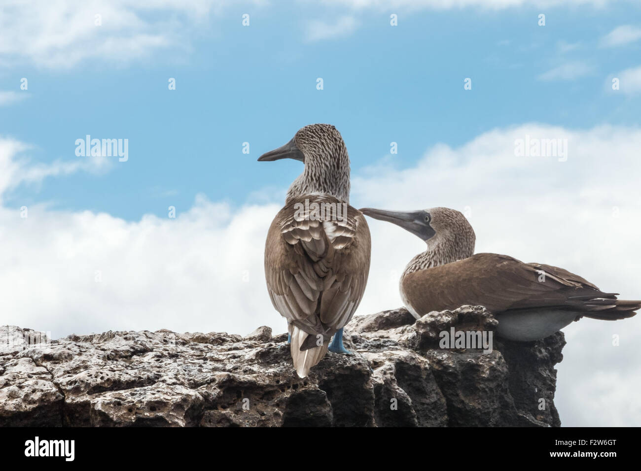 Two blue footed boobies looking into infinity Stock Photo - Alamy