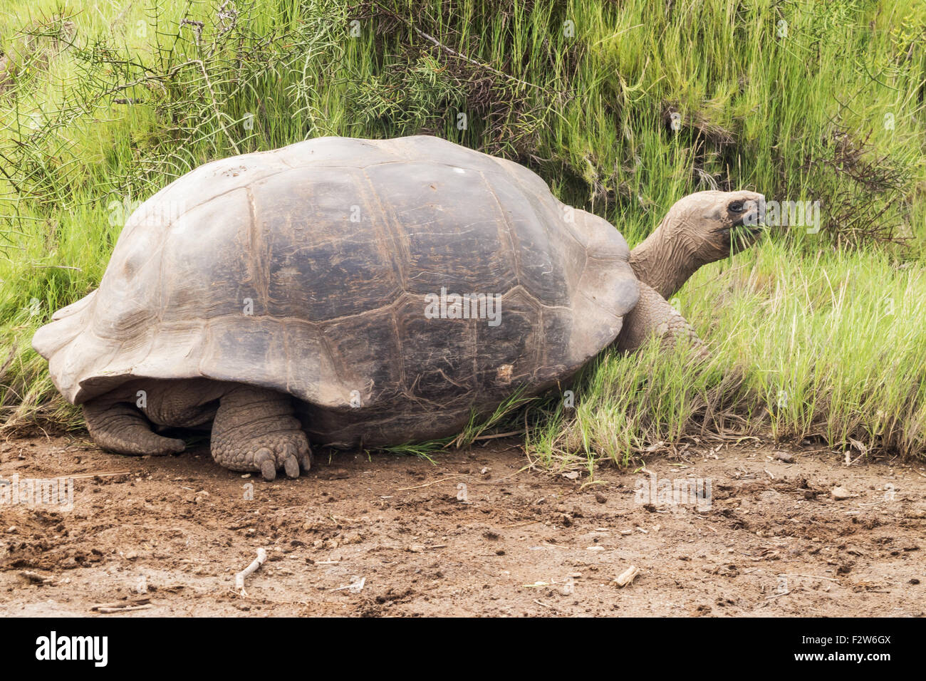 Galapagos tortoise with grass in its beak Stock Photo - Alamy