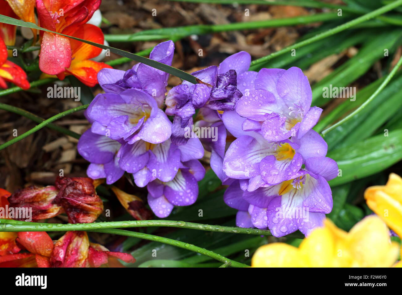 Freesia refracta ‘alba hi-res stock photography and images - Alamy