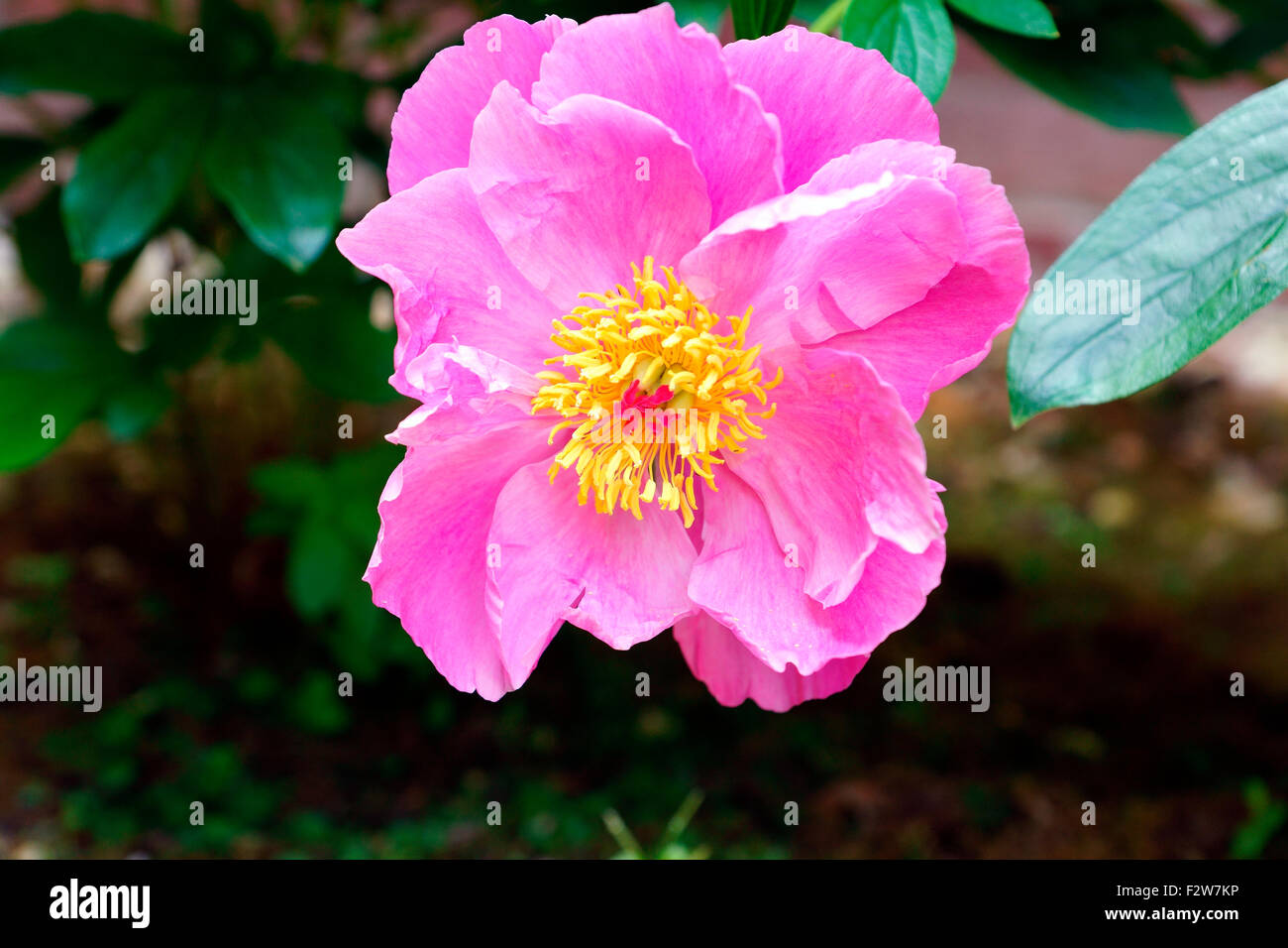 Red tree peony uk hi-res stock photography and images - Alamy