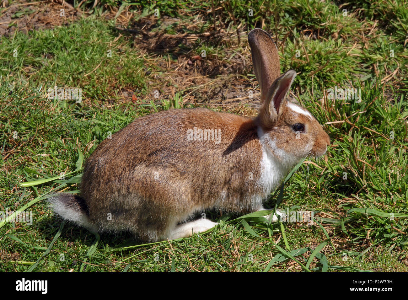 rabbit eating grass Stock Photo - Alamy