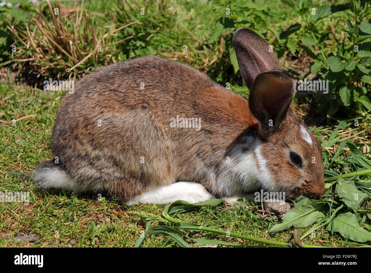 rabbit eating grass Stock Photo - Alamy