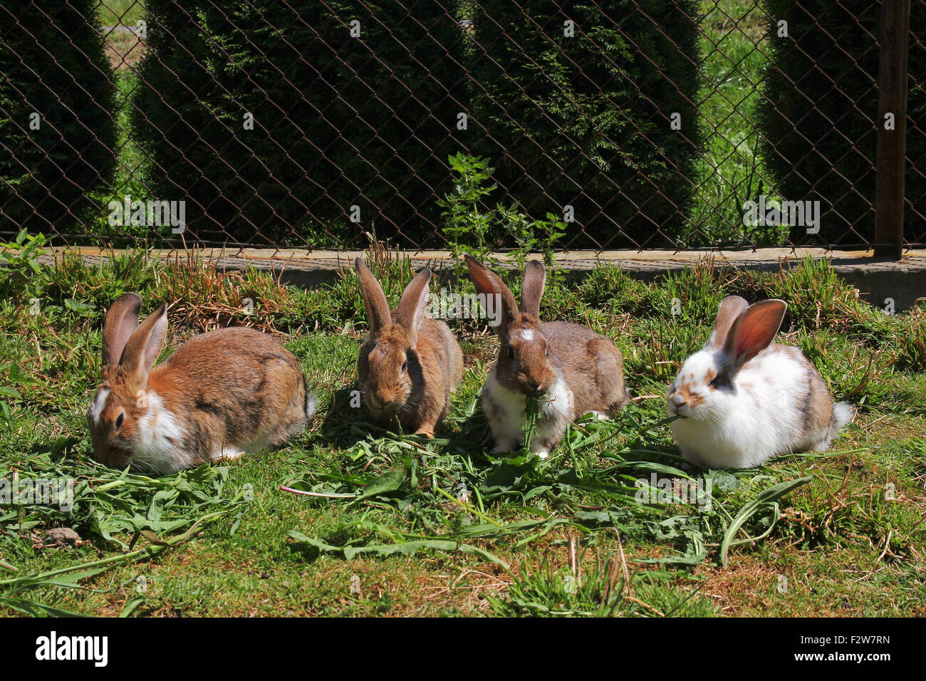 Herd of rabbits hi-res stock photography and images - Alamy