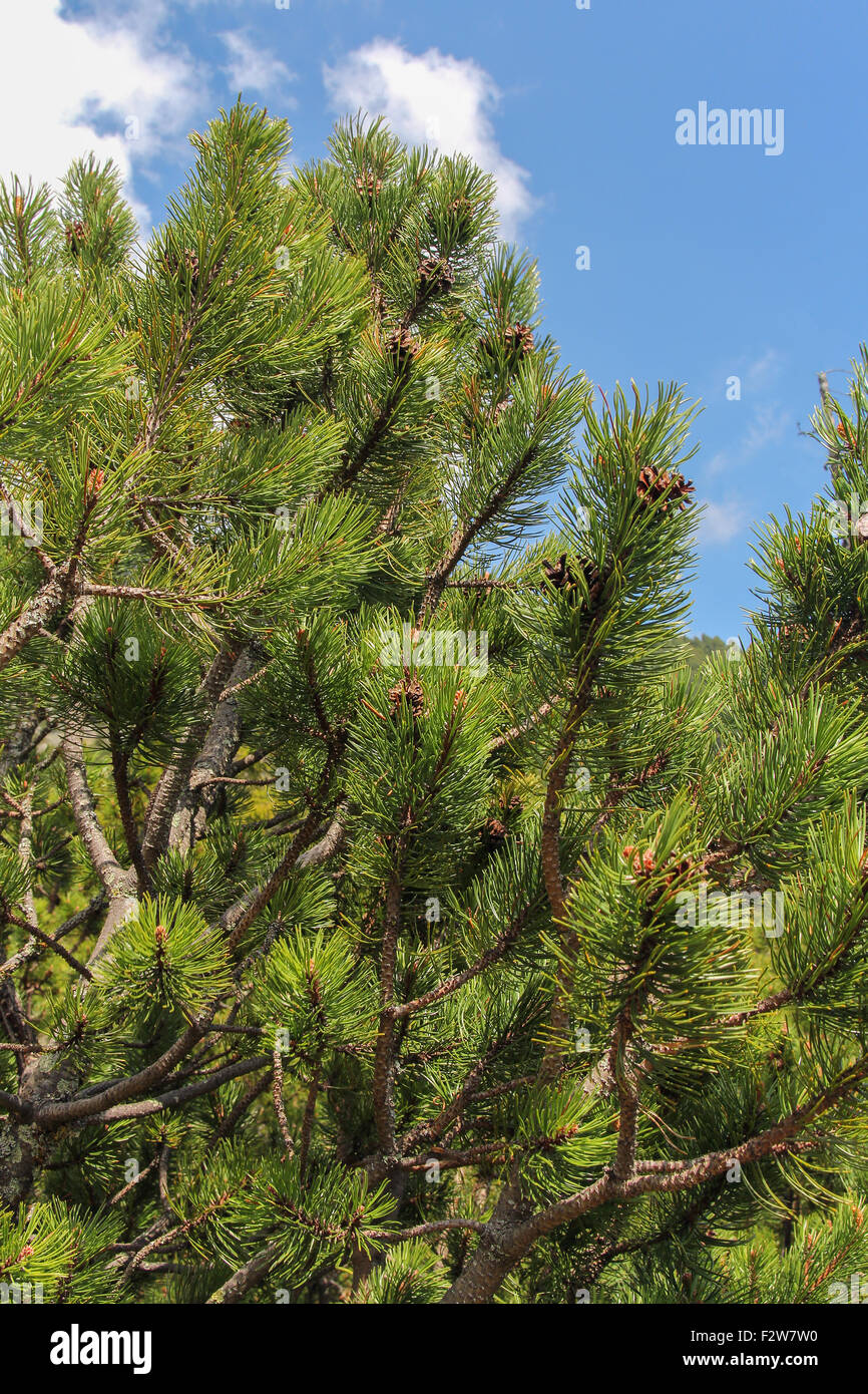 tree branch on the beach Stock Photo - Alamy