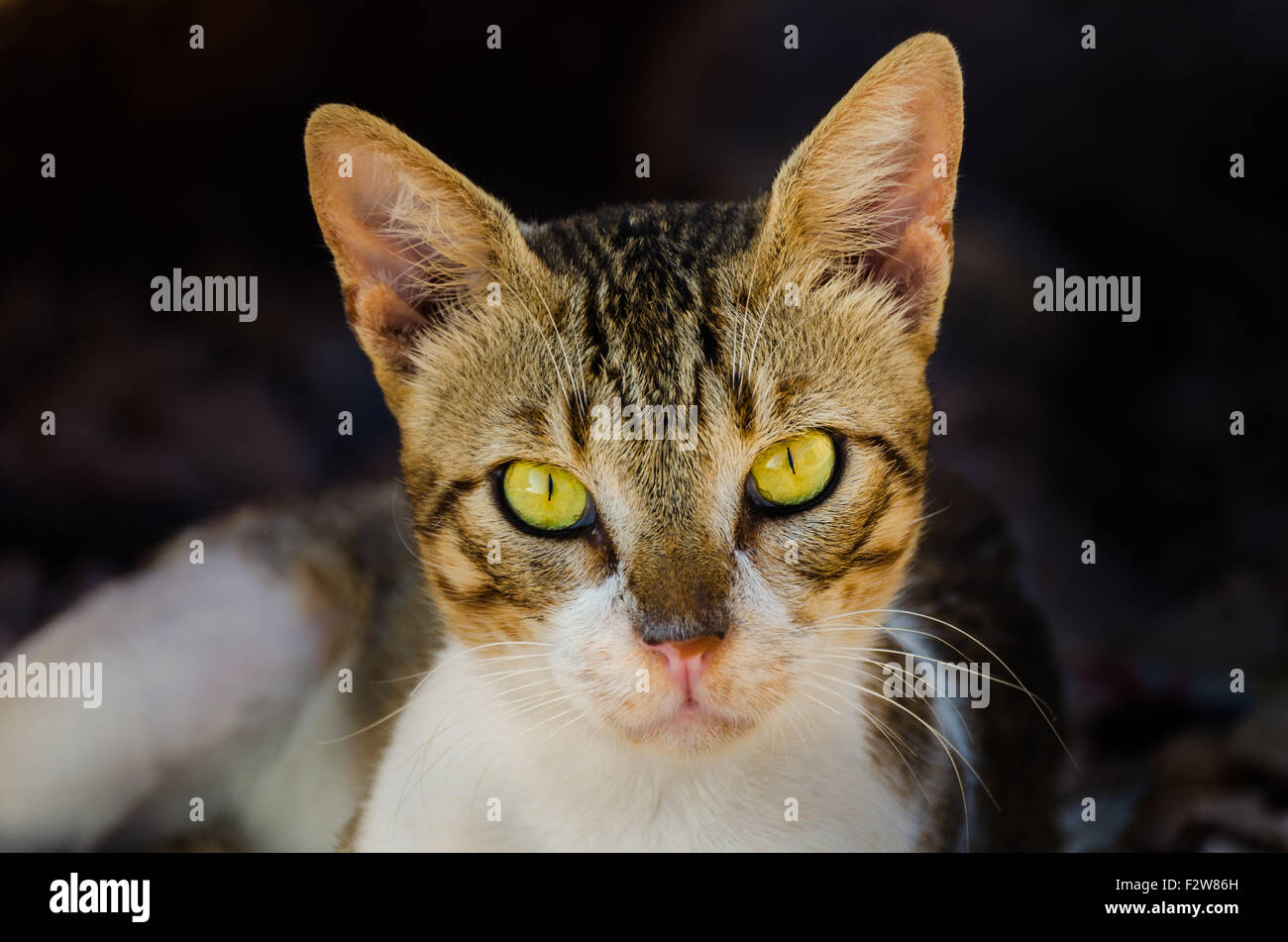 Egyptian cat hi-res stock photography and images - Alamy