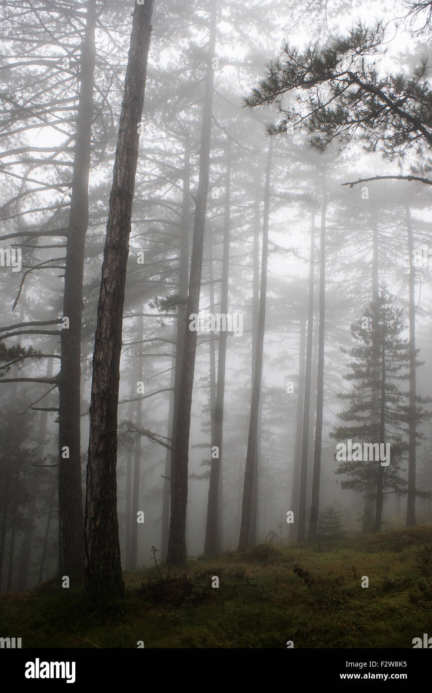 Misty fogy hi-res stock photography and images - Alamy