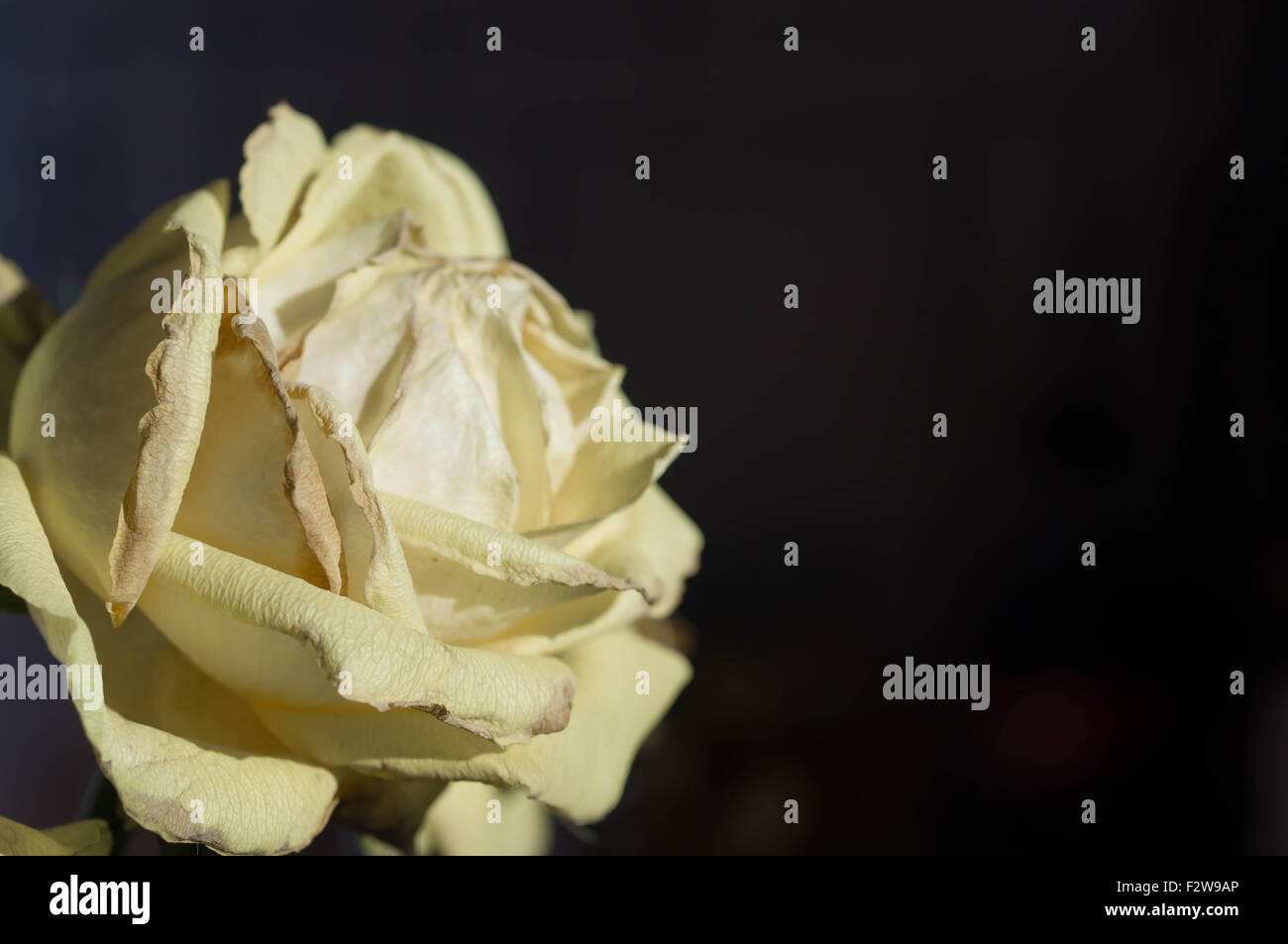 Lovely fading yellow rose close up Stock Photo - Alamy