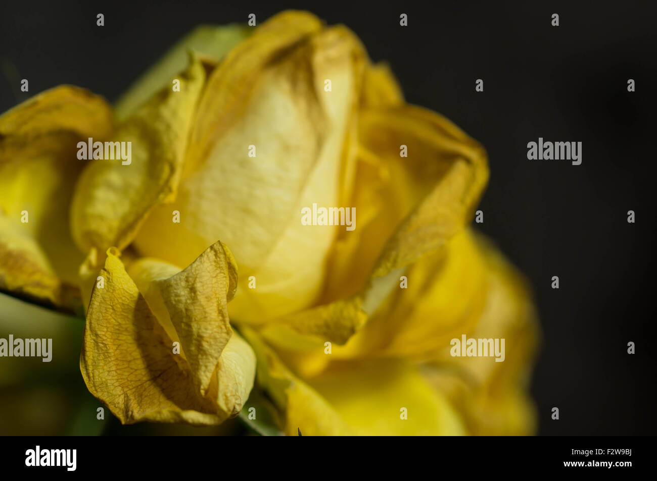 Lovely fading yellow rose close up Stock Photo - Alamy