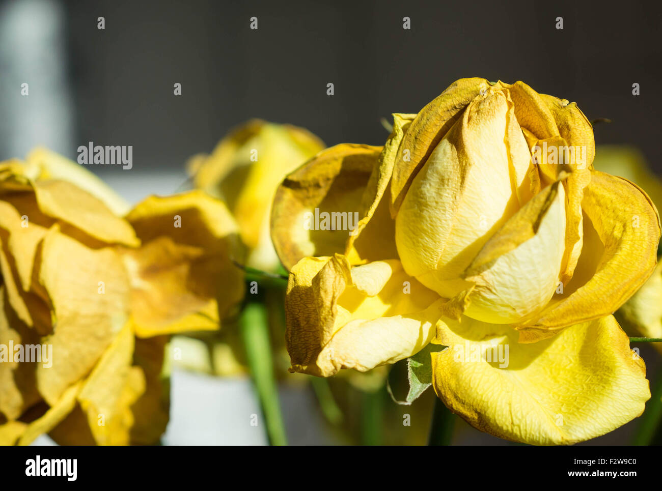 Lovely fading yellow rose close up Stock Photo - Alamy