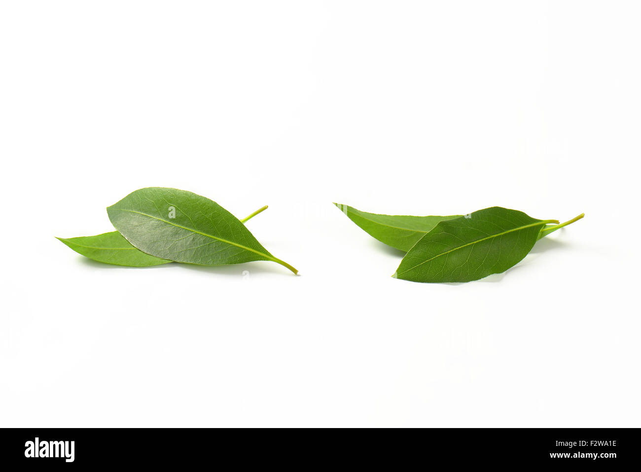 fresh bay leaves on white background Stock Photo - Alamy