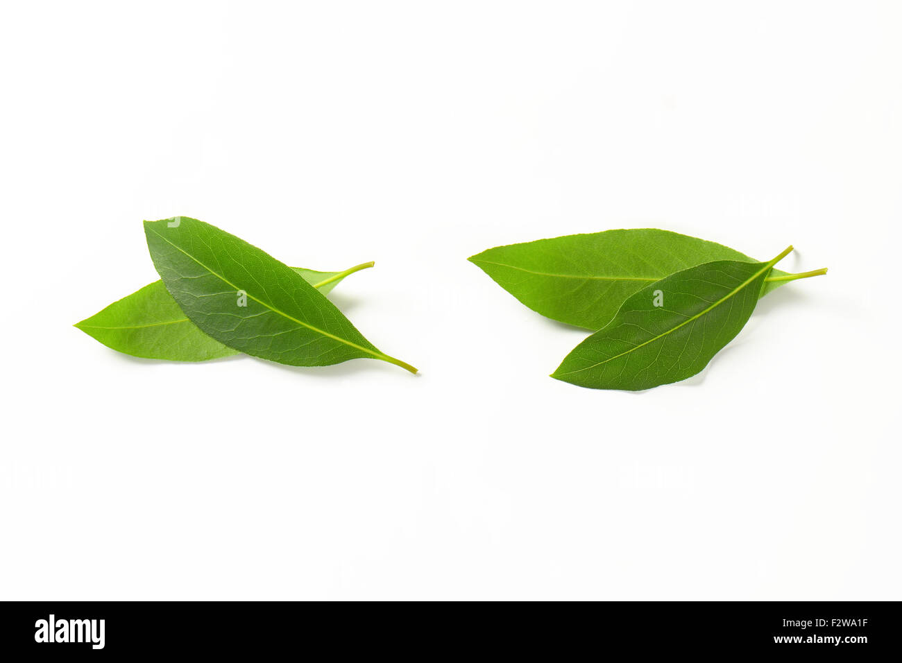 fresh bay leaves on white background Stock Photo - Alamy