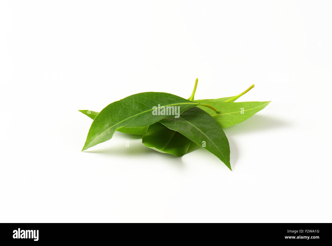 handful of fresh bay leaves on white background Stock Photo - Alamy
