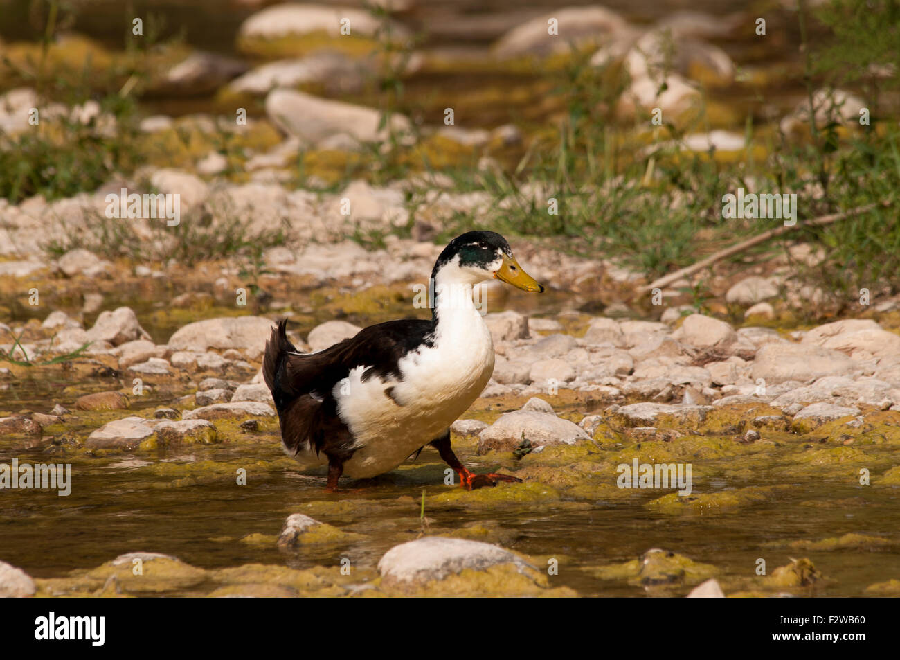 Domestic Duck feeding in wet areas of the excavation area in Olympos ...