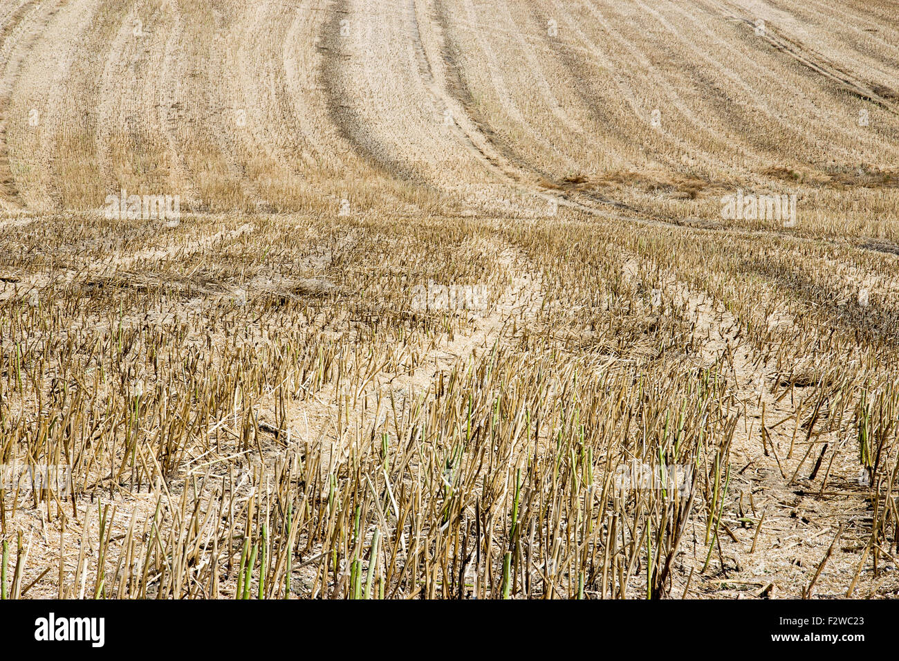 straw stubble after harvesting on farm field Stock Photo - Alamy