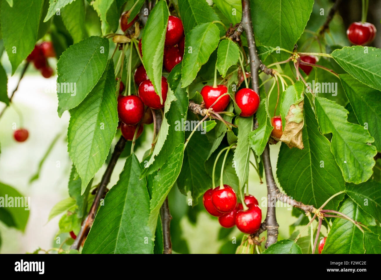Cherry tree with ripe fruit, Bulgaria, Europe Stock Photo - Alamy