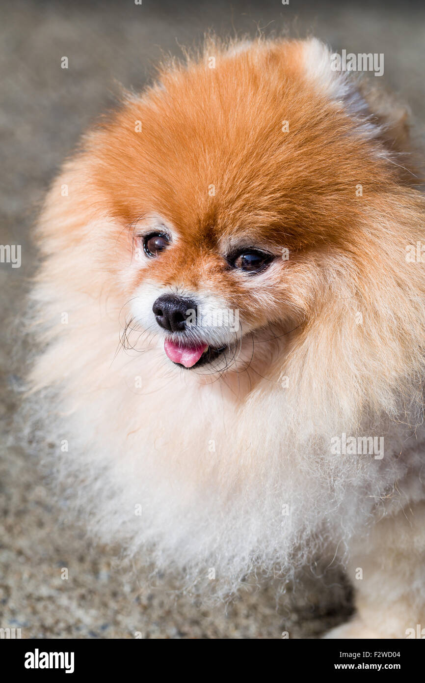 Cute Pomeranian dog face close up shot Stock Photo - Alamy