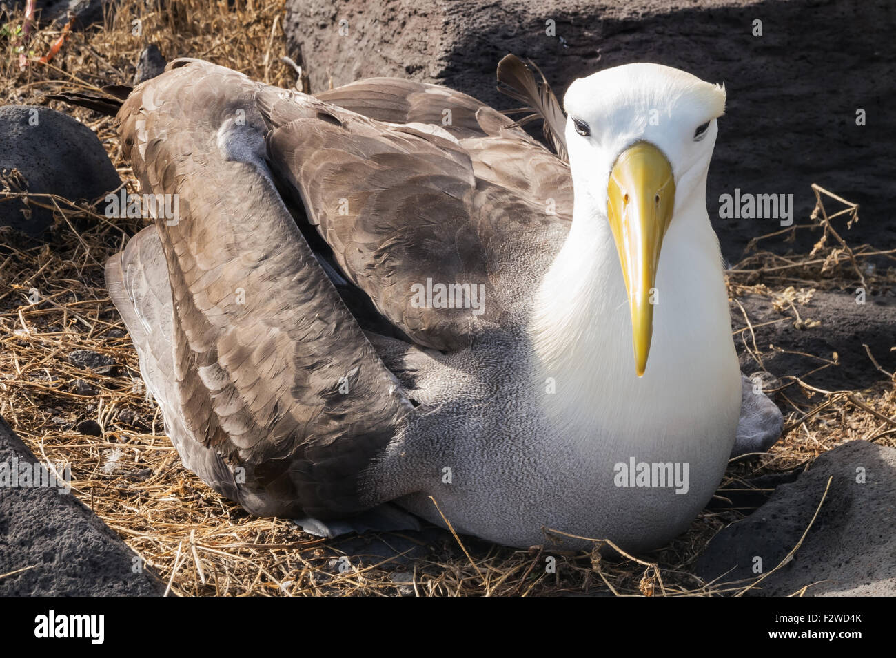 Waved albatross sitting on its nest and looking into the camera Stock ...
