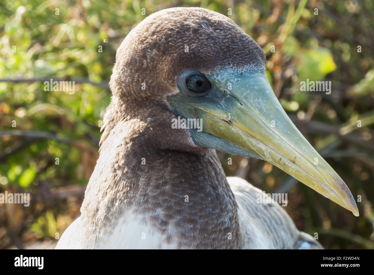 Closeup of the head of a brown booby Stock Photo - Alamy