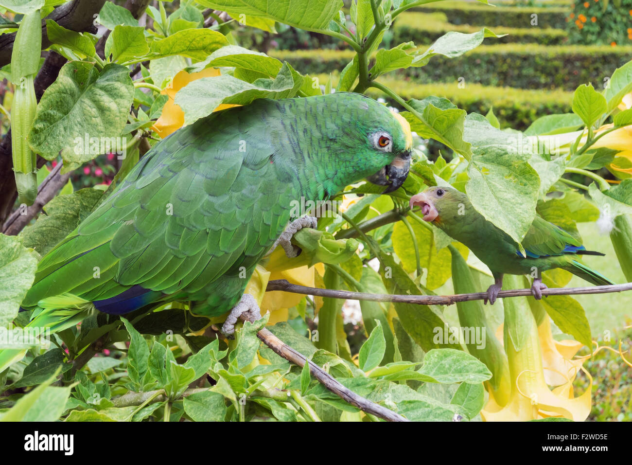 Adult and young parakeet "talking" to each other Stock Photo - Alamy
