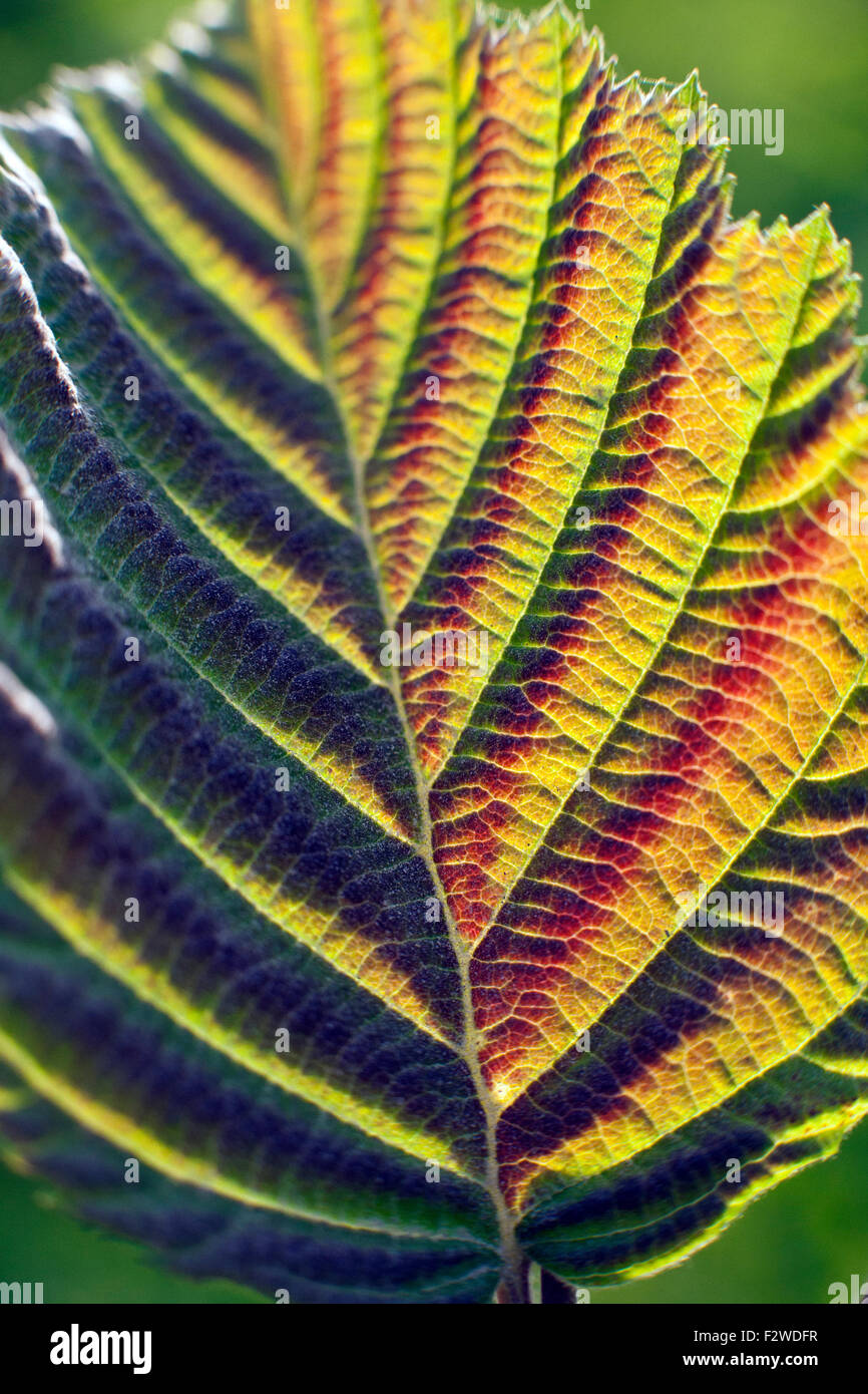 Corylus avellana, the common hazel leaf in closeup Stock Photo - Alamy