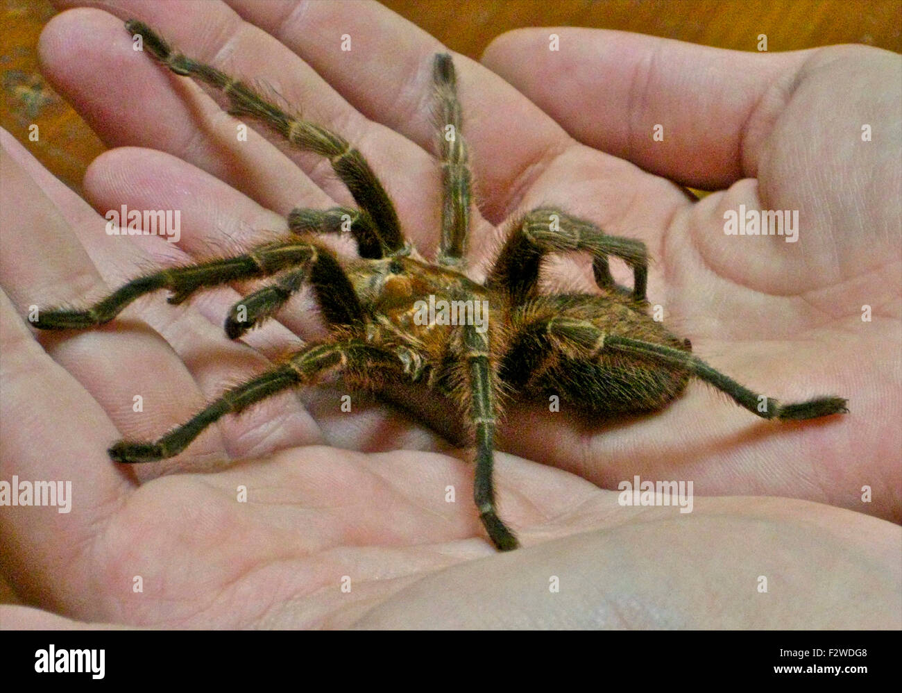 Young Goliath Bird Eating Spider Tarantulas theraphosa blondi Stock ...