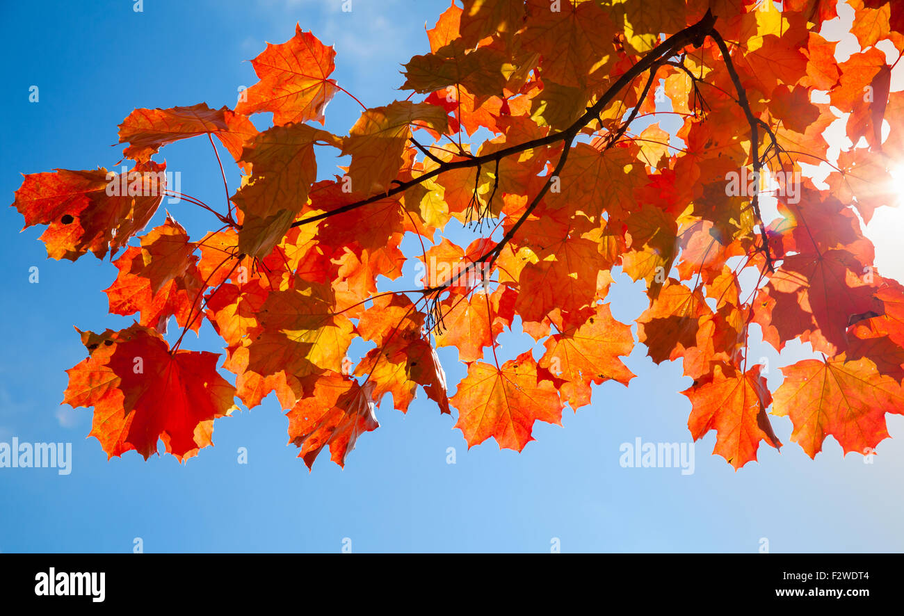 Maple red leaves on hi-res stock photography and images - Alamy