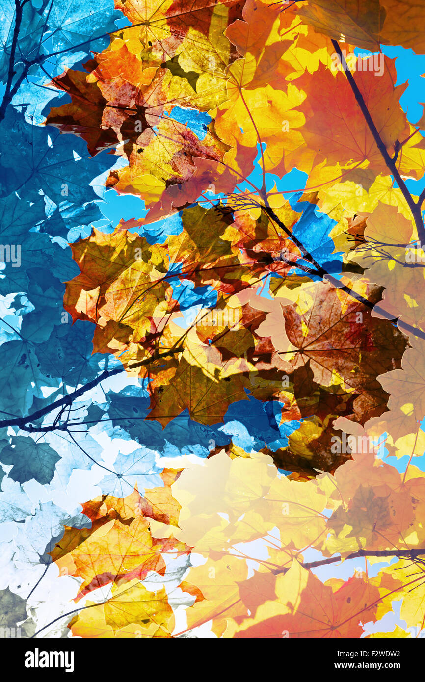 Vertical leaves background hi-res stock photography and images - Alamy