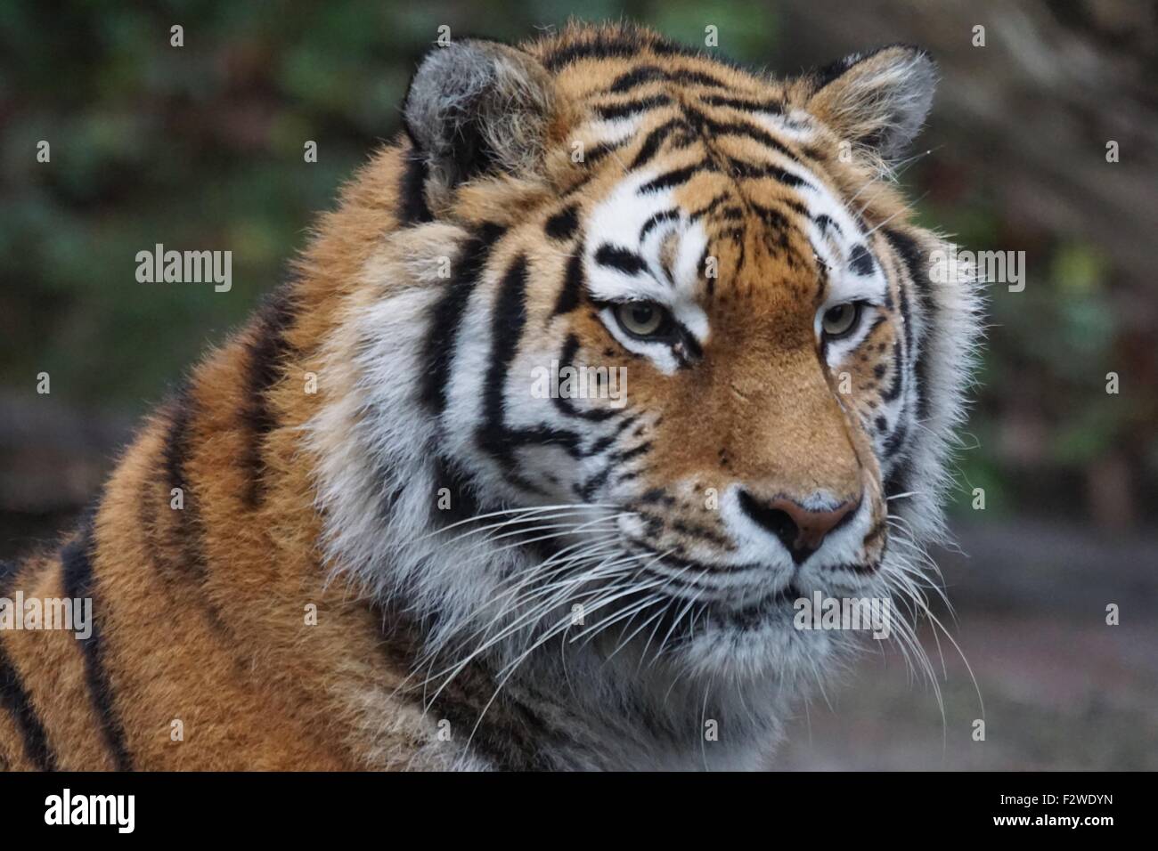 The largest of tiger species hi-res stock photography and images - Alamy