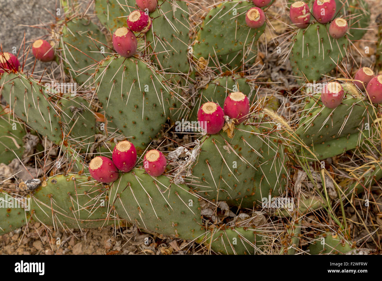 Nkmip desert hi-res stock photography and images - Alamy
