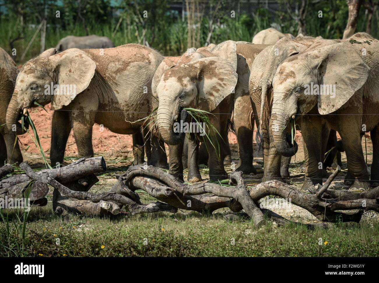 Qingyuan, China's Guangdong Province. 24th Sep, 2015. The new imported ...