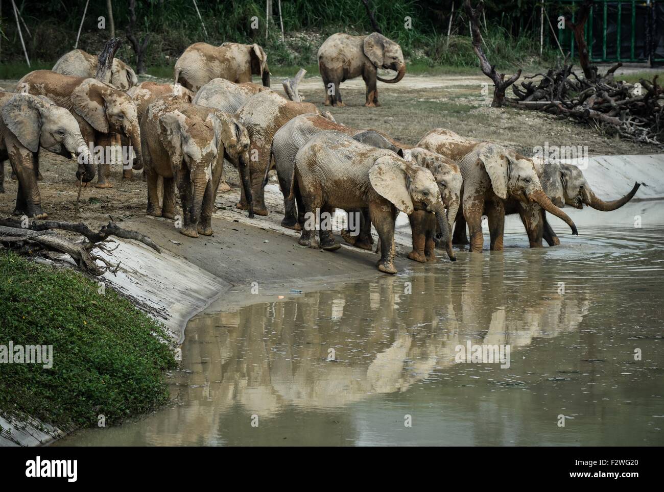 Qingyuan, China's Guangdong Province. 24th Sep, 2015. The new imported ...