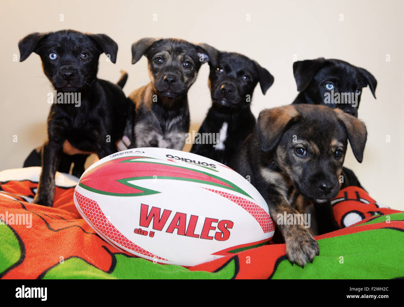 Welsh rugby team scrum hi-res stock photography and images - Alamy