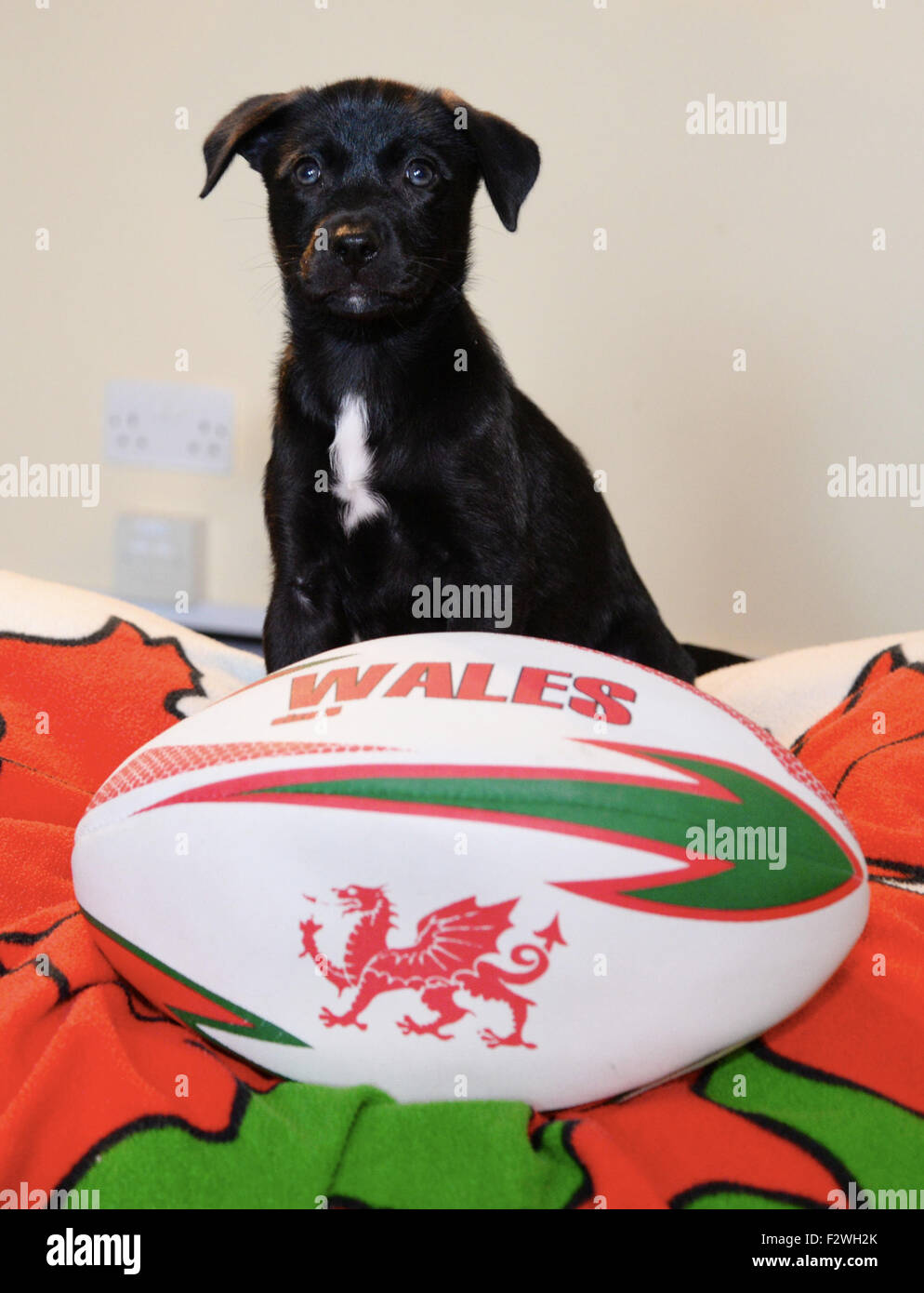 Bridgend, Wales, UK. 24th September, 2015. RUGBY WORLD PUP Dogs Trust ...