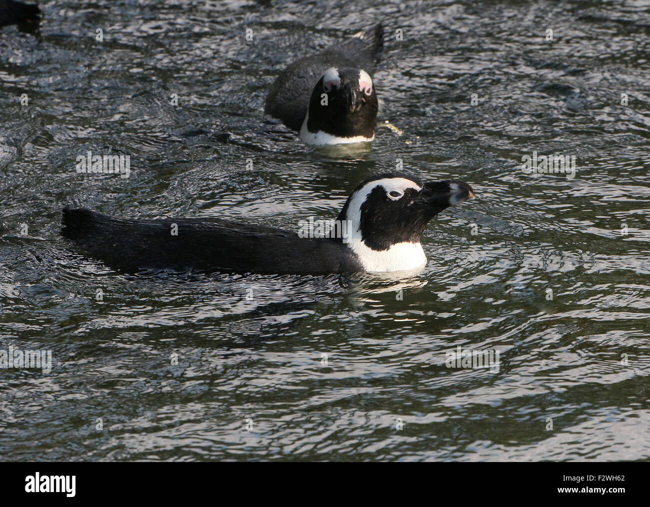 Two swimming Black footed penguins(Spheniscus demersus), a.k.a. African ...