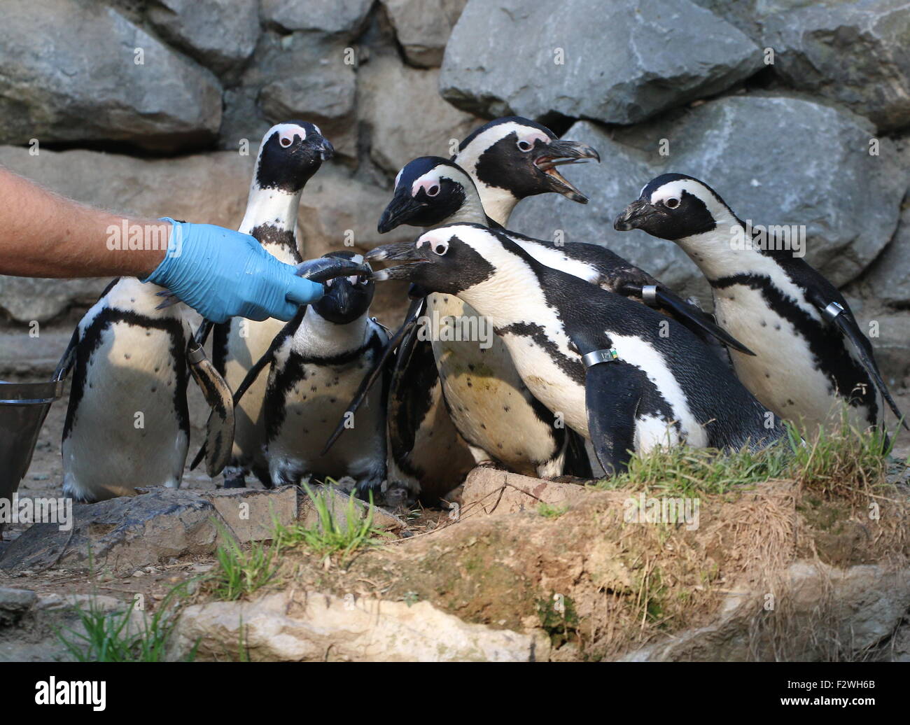 African Black footed penguins (Spheniscus demersus) being fed fish by a ...