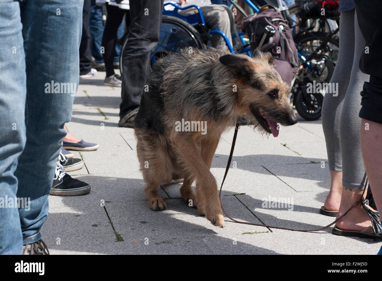 Dog berlin hi-res stock photography and images - Alamy