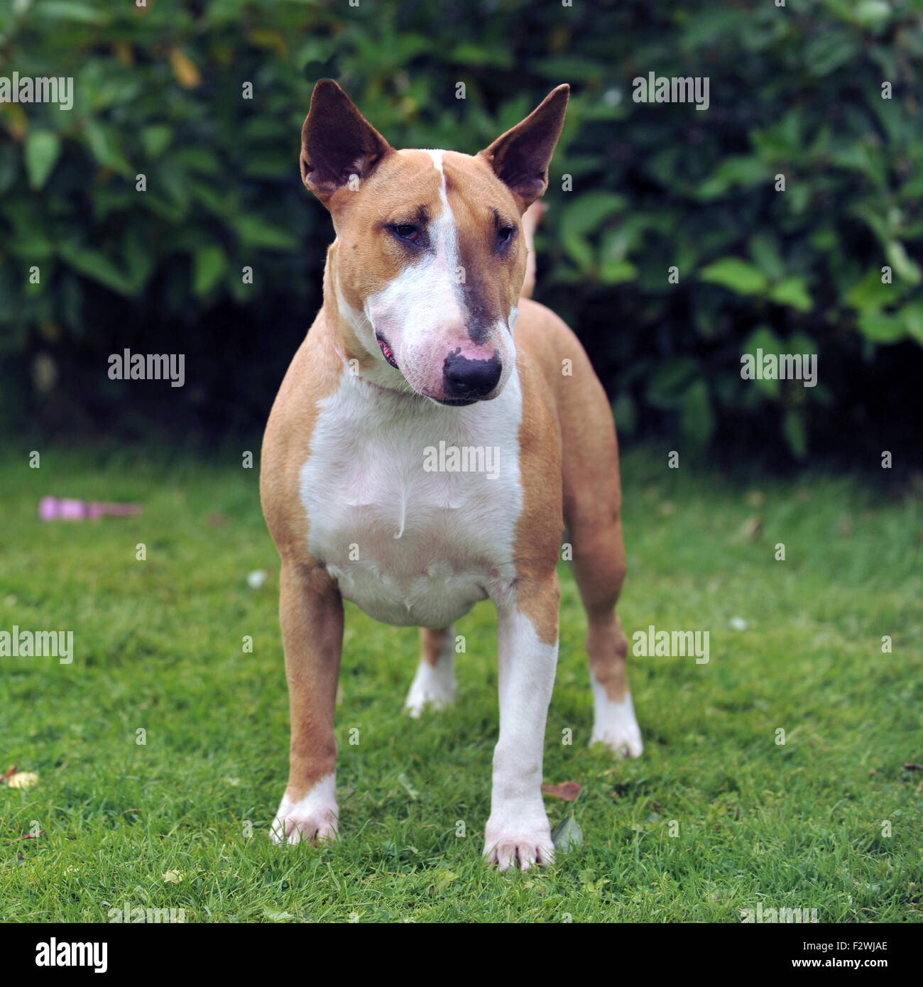 English bull terrier hi-res stock photography and images - Alamy