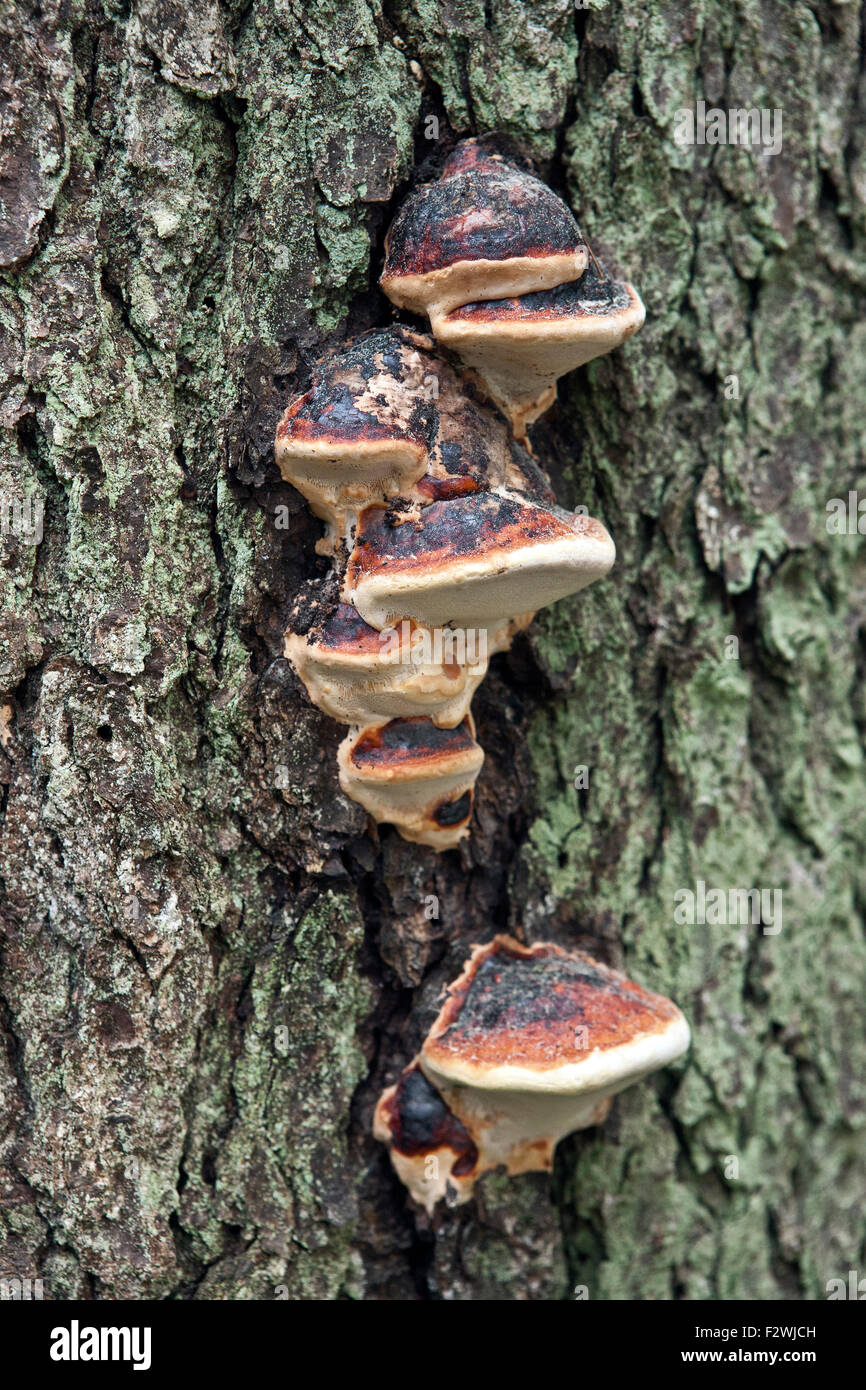 Red belted polypore hi-res stock photography and images - Alamy