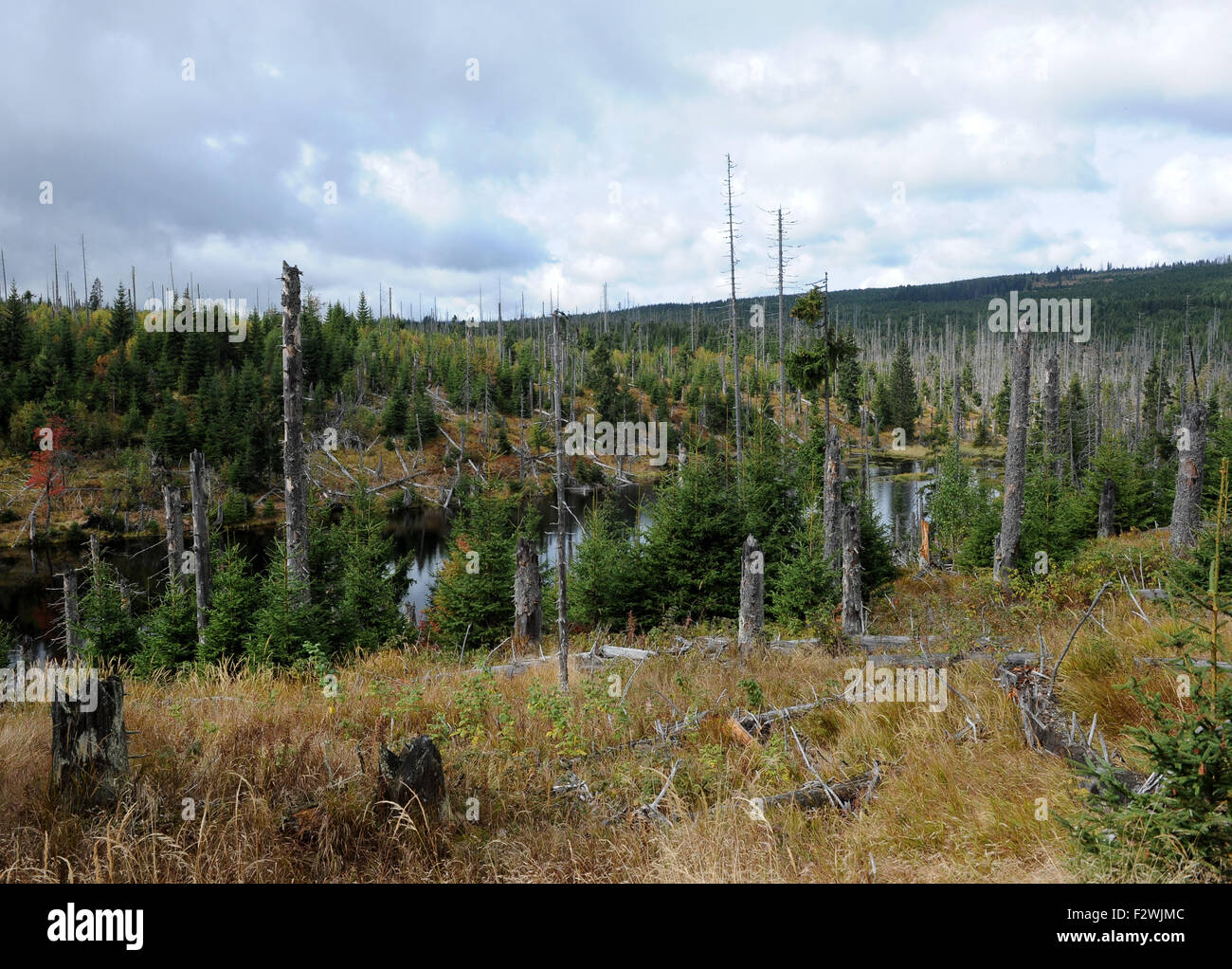 The Sumava National Park and the Bavarian Forest National Park after 20 ...