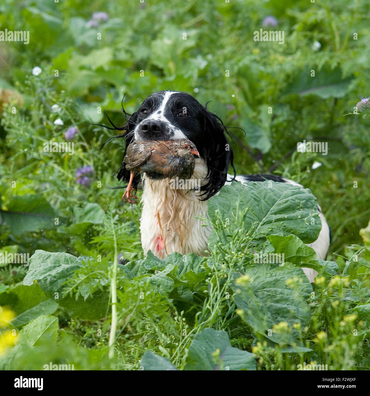 Black and white english springer spaniel hi-res stock photography and ...