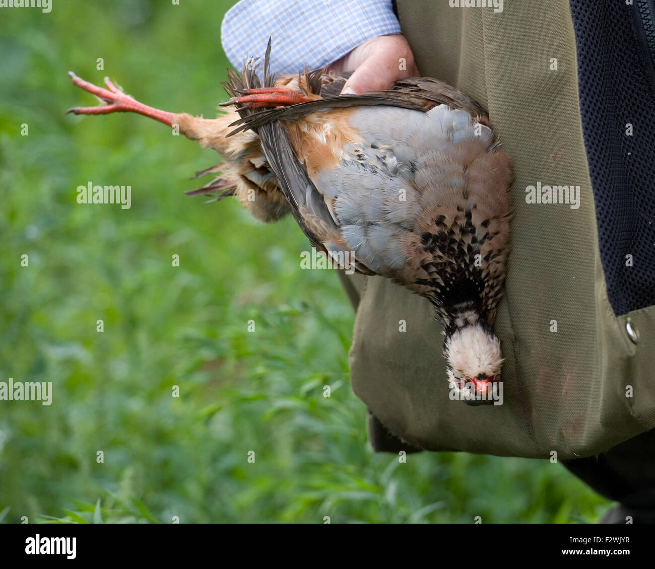 See see partridge hi-res stock photography and images - Alamy